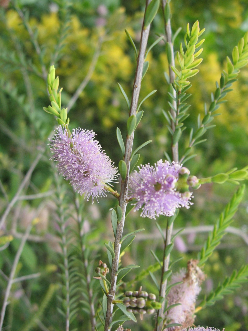 Melaleuca Decussata - Jayfields Nursery