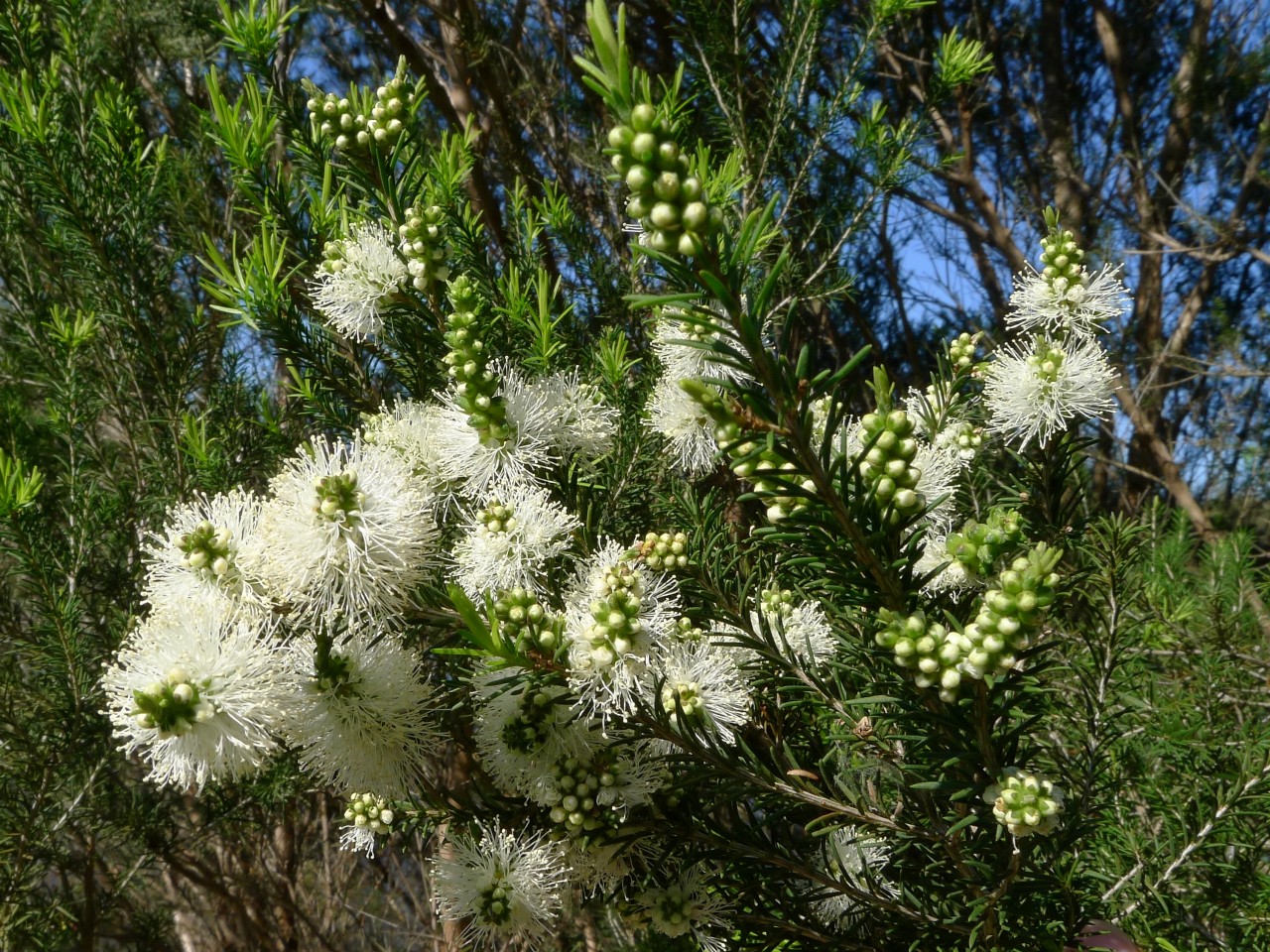Melaleuca Ericifolia - Jayfields Nursery