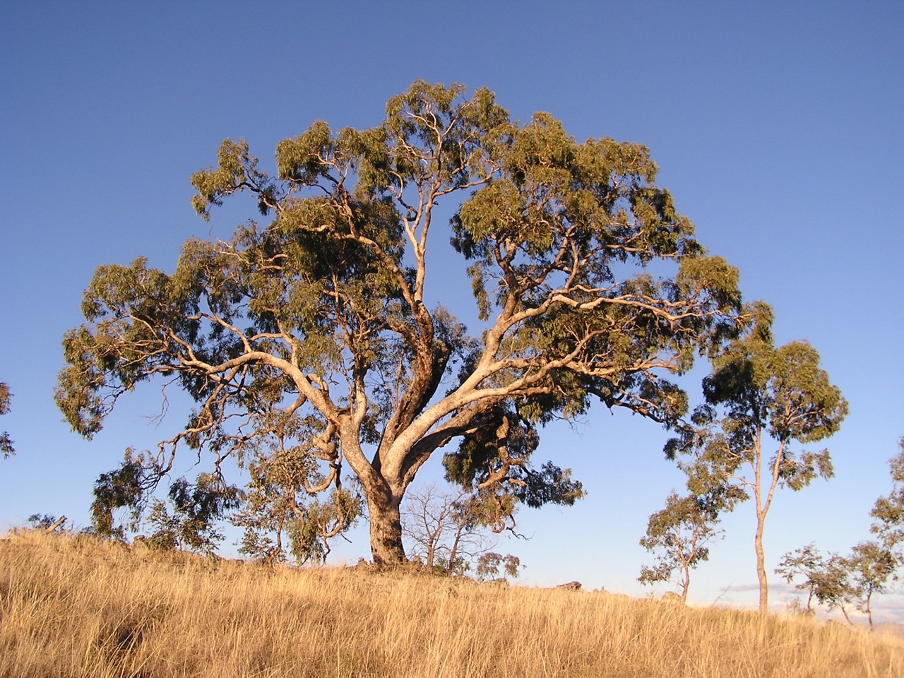 Eucalyptus Bridgesiana - Jayfields Nursery