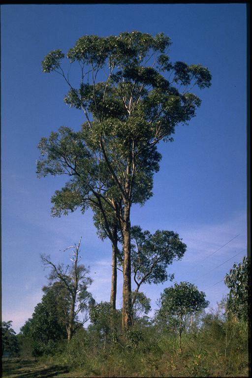 Eucalyptus Botryoides - Jayfields Nursery